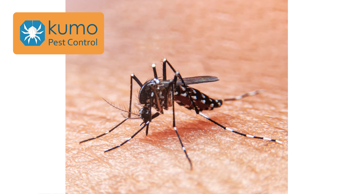 Effective Mosquito Control in Fuquay-Varina, NC - Kumo Pest Control