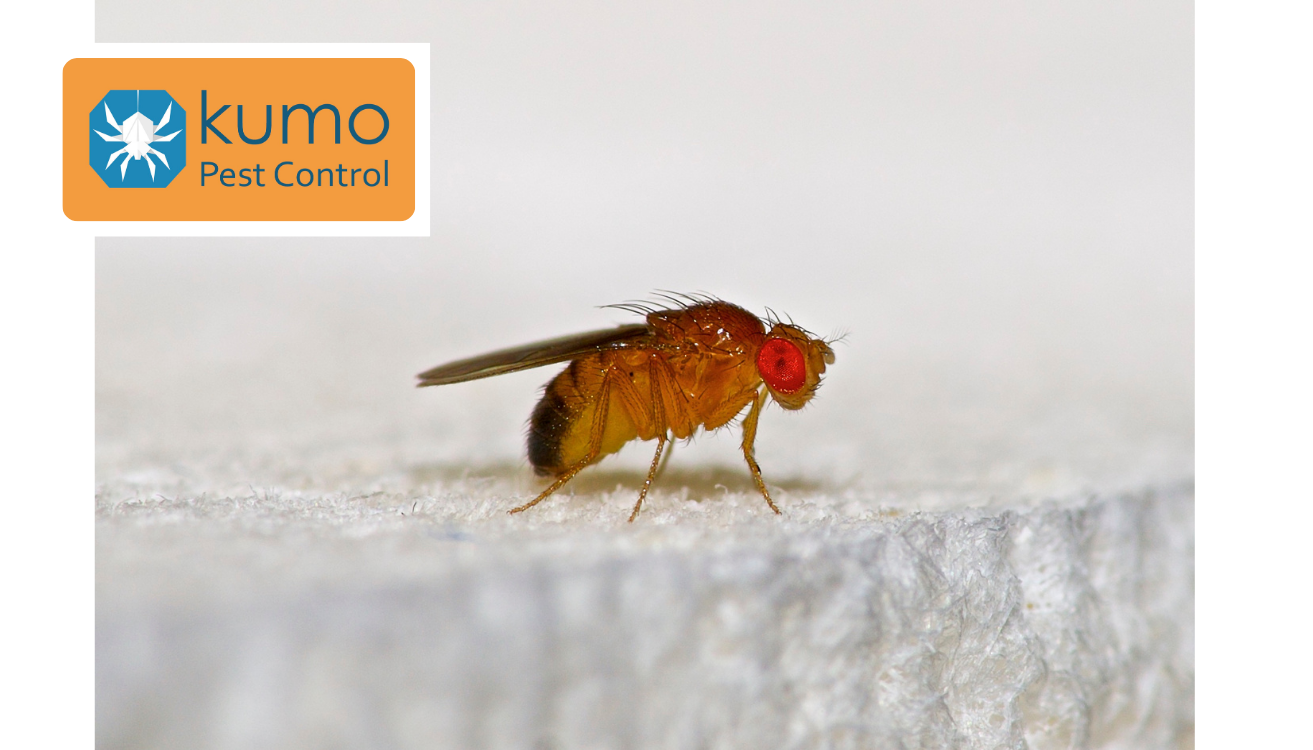 Effective Fruit Fly Control in Willow Springs, NC: Your Guide by Kumo ...
