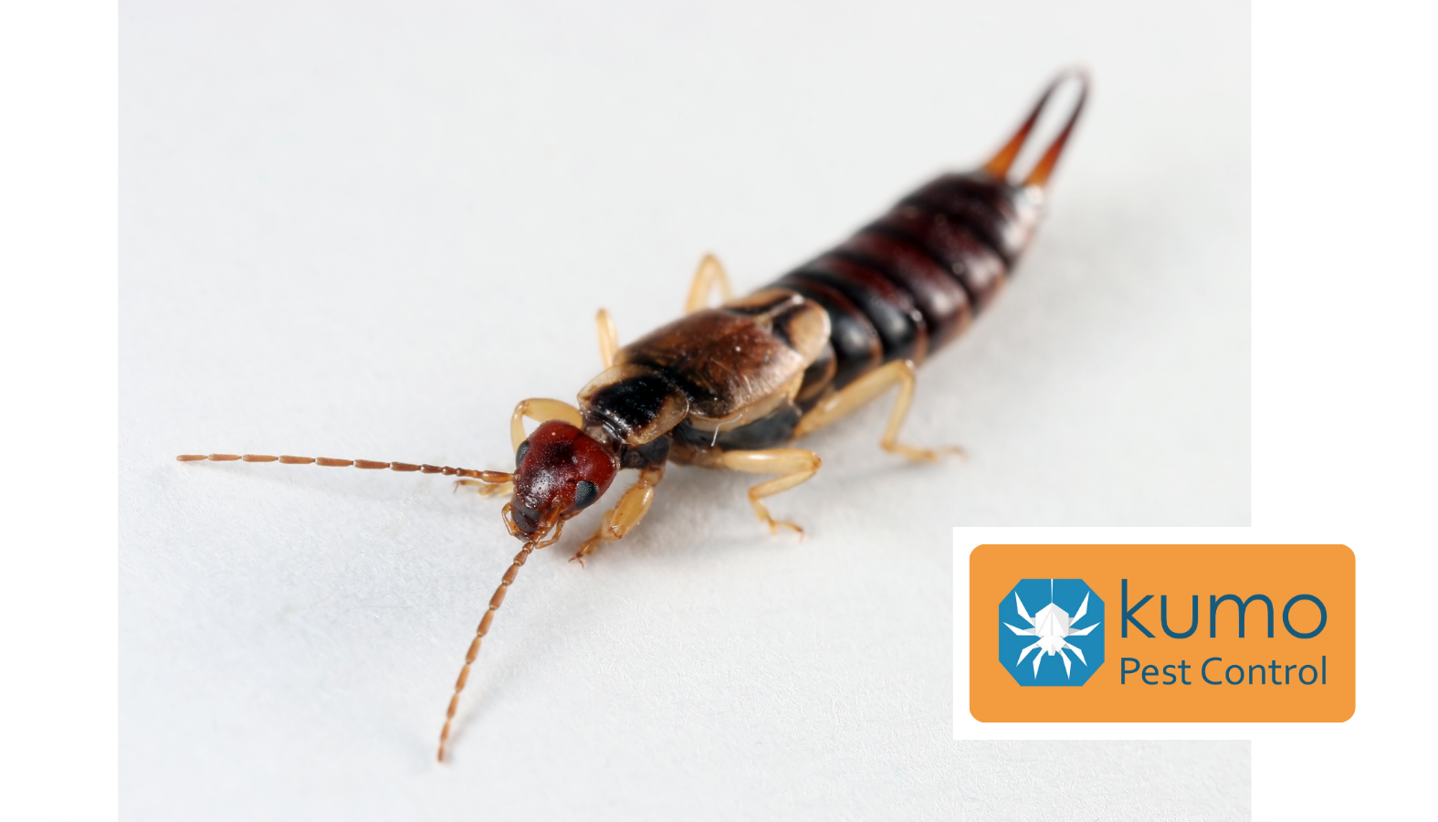 Effective Earwig Control in Smithfield, North Carolina by Kumo Pest Control
